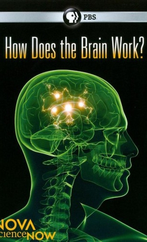 How Does the Brain Work? - 2011 | Filmow