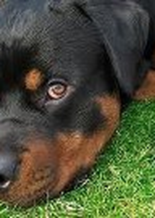 Gustavo Lier Vilas Boas (gustavoliervilasboas) | Filmow