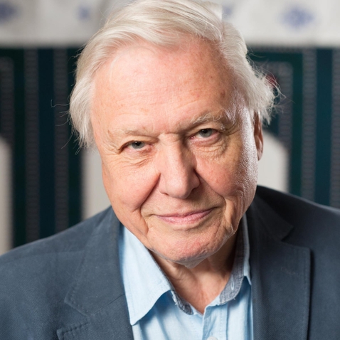 David Attenborough (8 de Maio de 1926) | Artista | Filmow