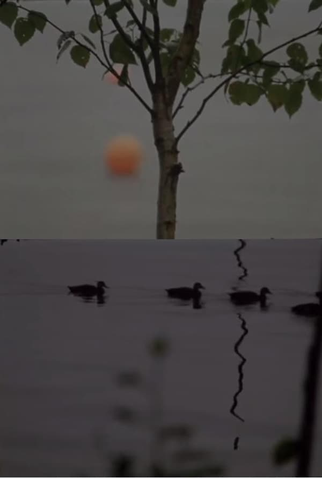 Cove - 2012 | Filmow