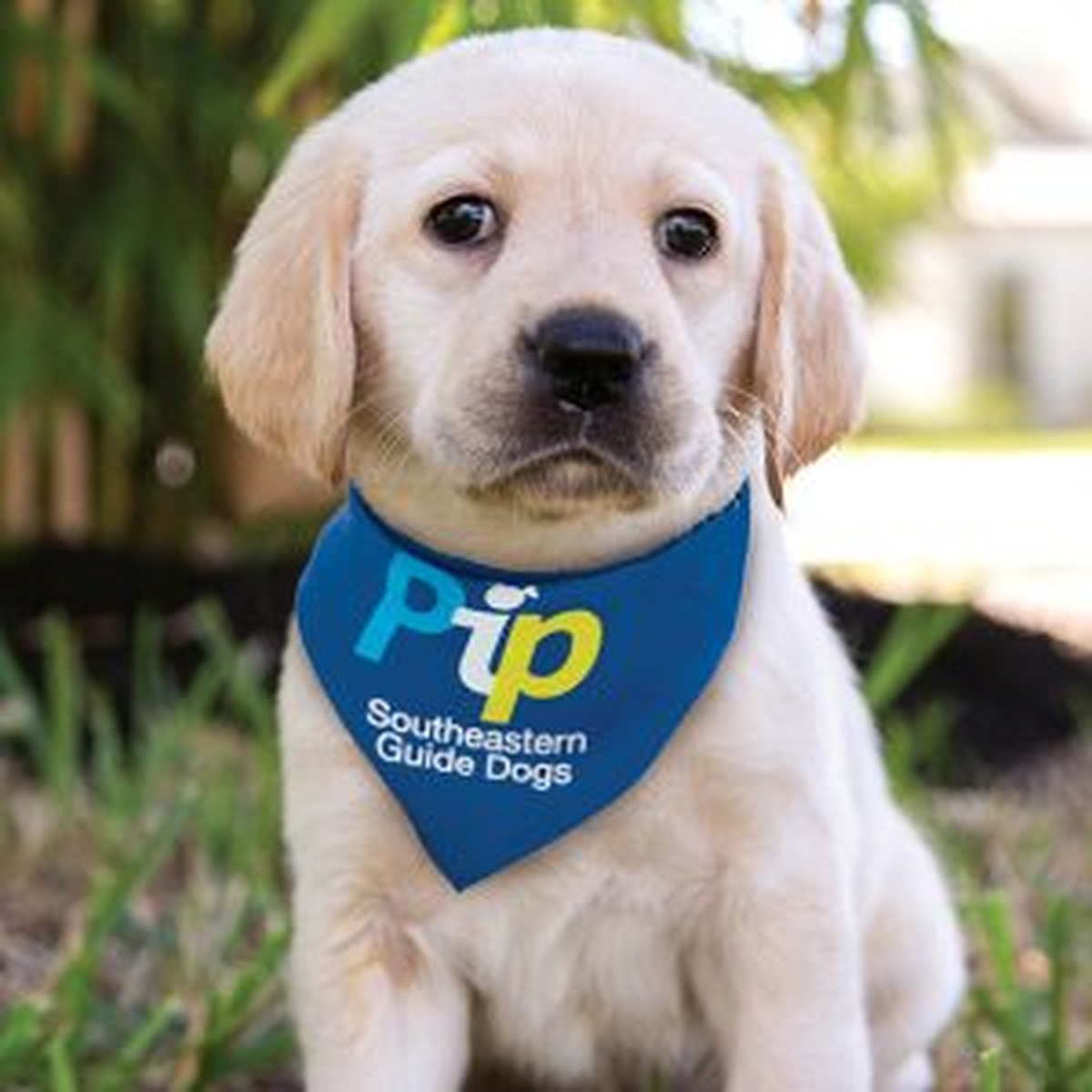 Watch Pip: An animated short film. | Notícias | Filmow