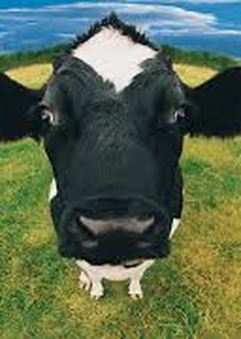 Vaquinha do Filmow (vaquinhadofilmow) | Filmow