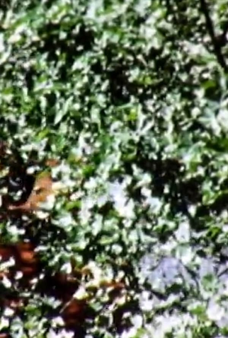 Leaves - 1973 | Filmow