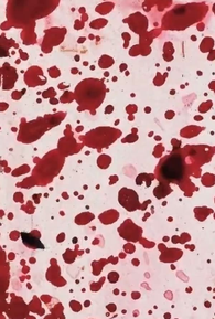 Primary - 2004 | Filmow