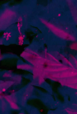 Bridge 1B - 2015 | Filmow